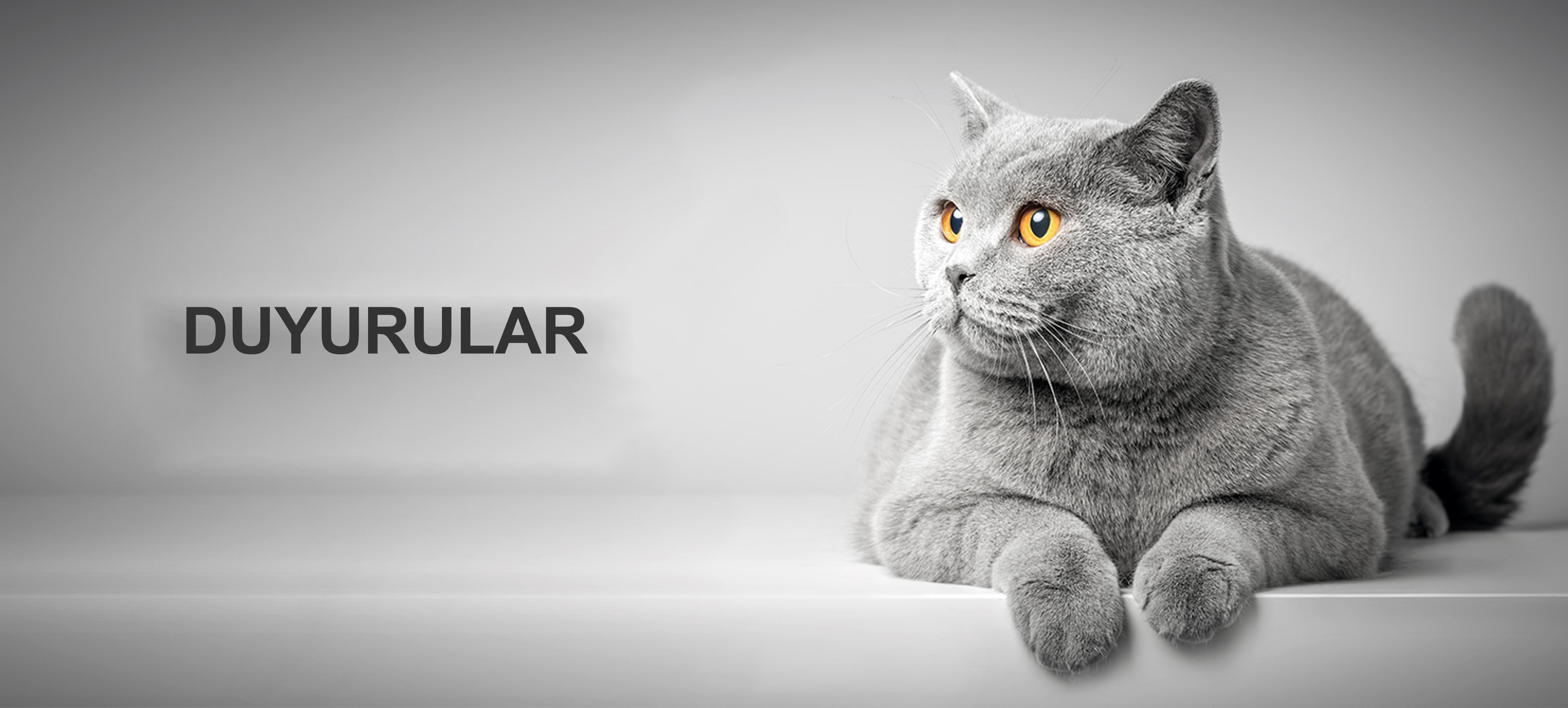 Cat Town - Kedi Kumu - Duyurular